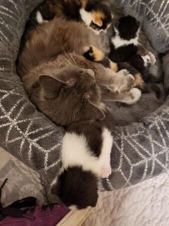 Buy and sell Maine Coon kittens and cats online | Maine Coon Owners