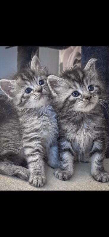 Maine Coon Kittens For Sale In Wales | Maine Coon Owners