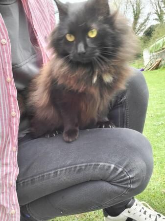 Buy and sell Maine Coon cats and kittens online | Maine Coon Owners