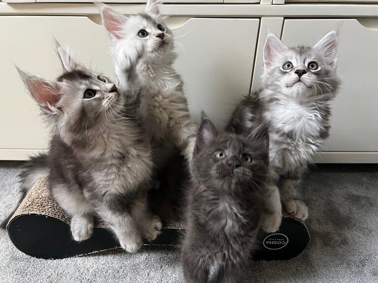 Buy and sell Maine Coon kittens and cats online | Maine Coon Owners