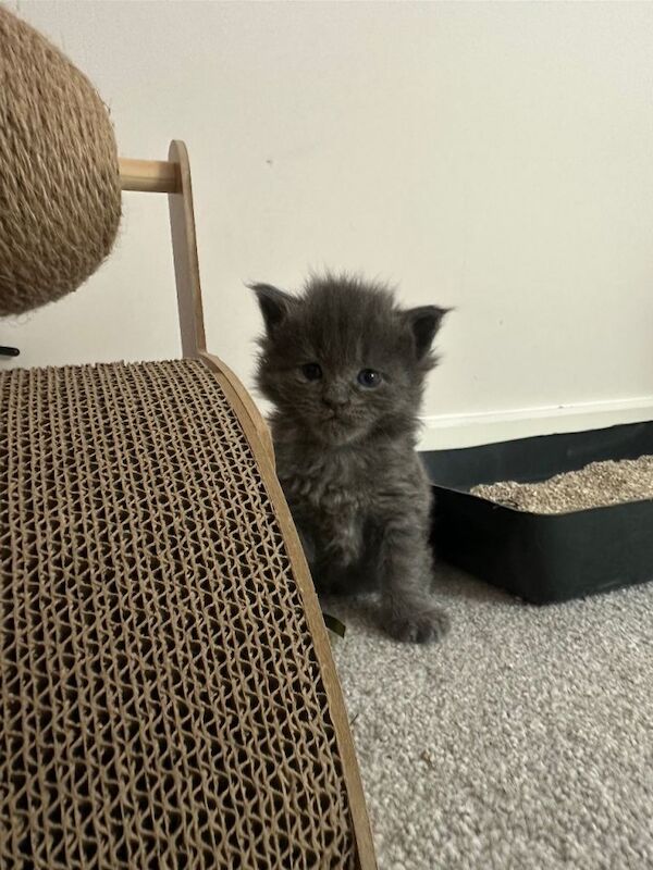 Maine Coon Kittens For Sale | Maine Coon Owners