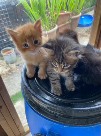 Buy and sell Maine Coon kittens and cats online | Maine Coon Owners