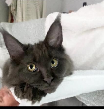 Buy and sell Maine Coon kittens and cats online | Maine Coon Owners