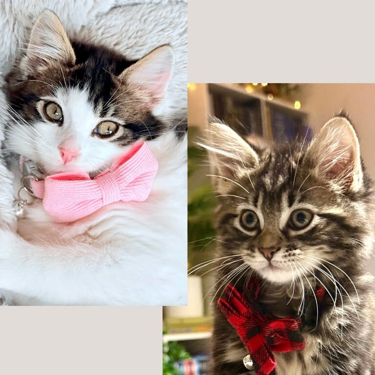 Maine Coon Kittens For Sale From Private Sellers | Maine Coon Owners