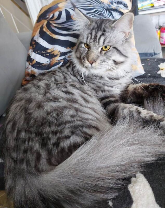 Maine Coon Kittens For Sale From Private Sellers | Maine Coon Owners